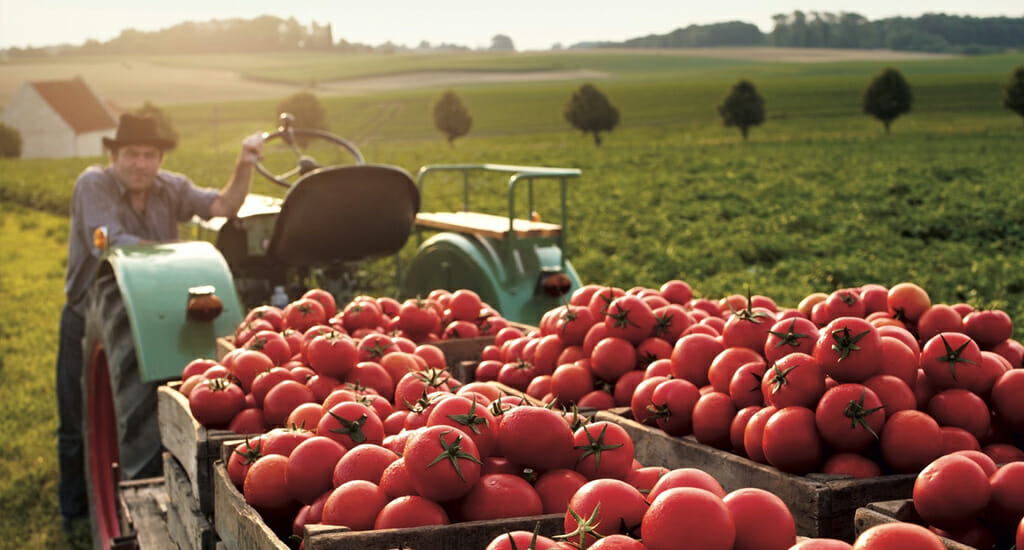 Italian Tomato Variations Region by Region - Dishcrawl